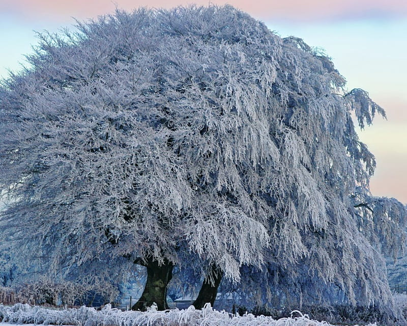 New Trees / More Tree variants | Voters | Inkarnate