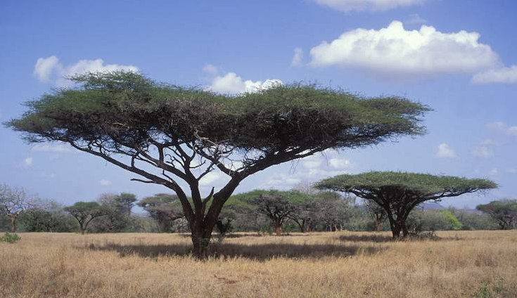 New Trees / More Tree variants | Voters | Inkarnate