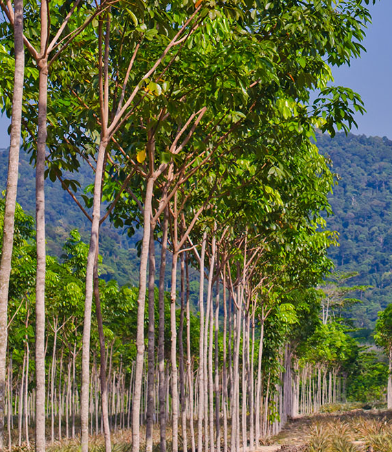 New Trees / More Tree variants | Voters | Inkarnate