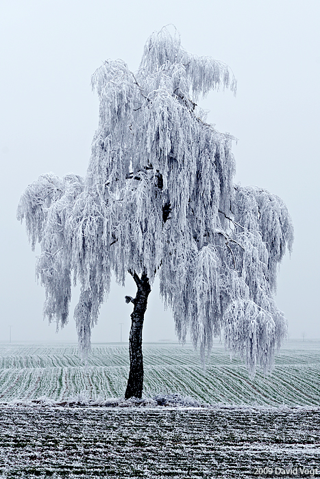 New Trees / More Tree variants | Voters | Inkarnate