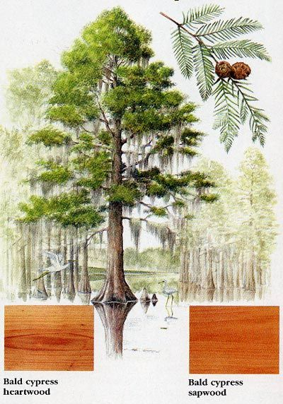 New Trees / More Tree variants | Voters | Inkarnate