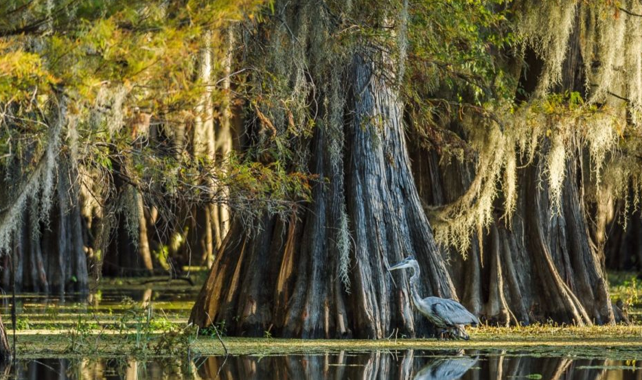 New Trees / More Tree variants | Voters | Inkarnate