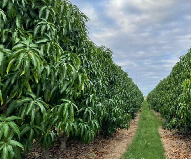 New Trees / More Tree variants | Voters | Inkarnate