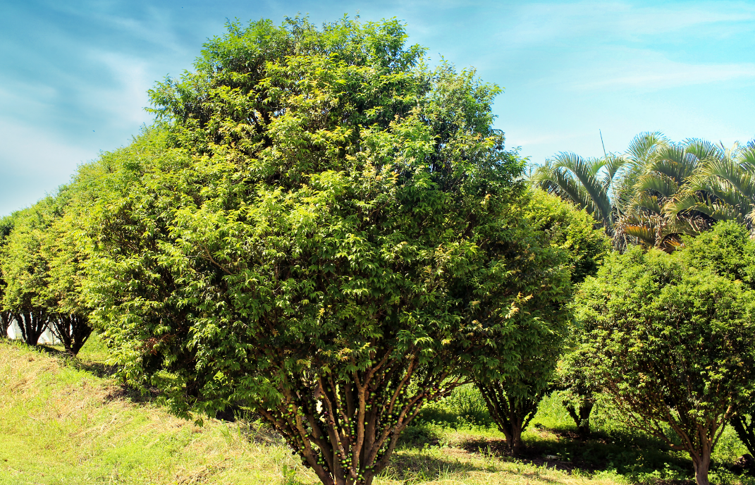 New Trees / More Tree variants | Voters | Inkarnate