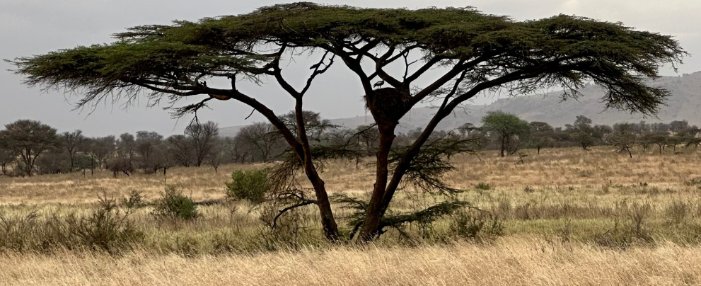 New Trees / More Tree variants | Voters | Inkarnate